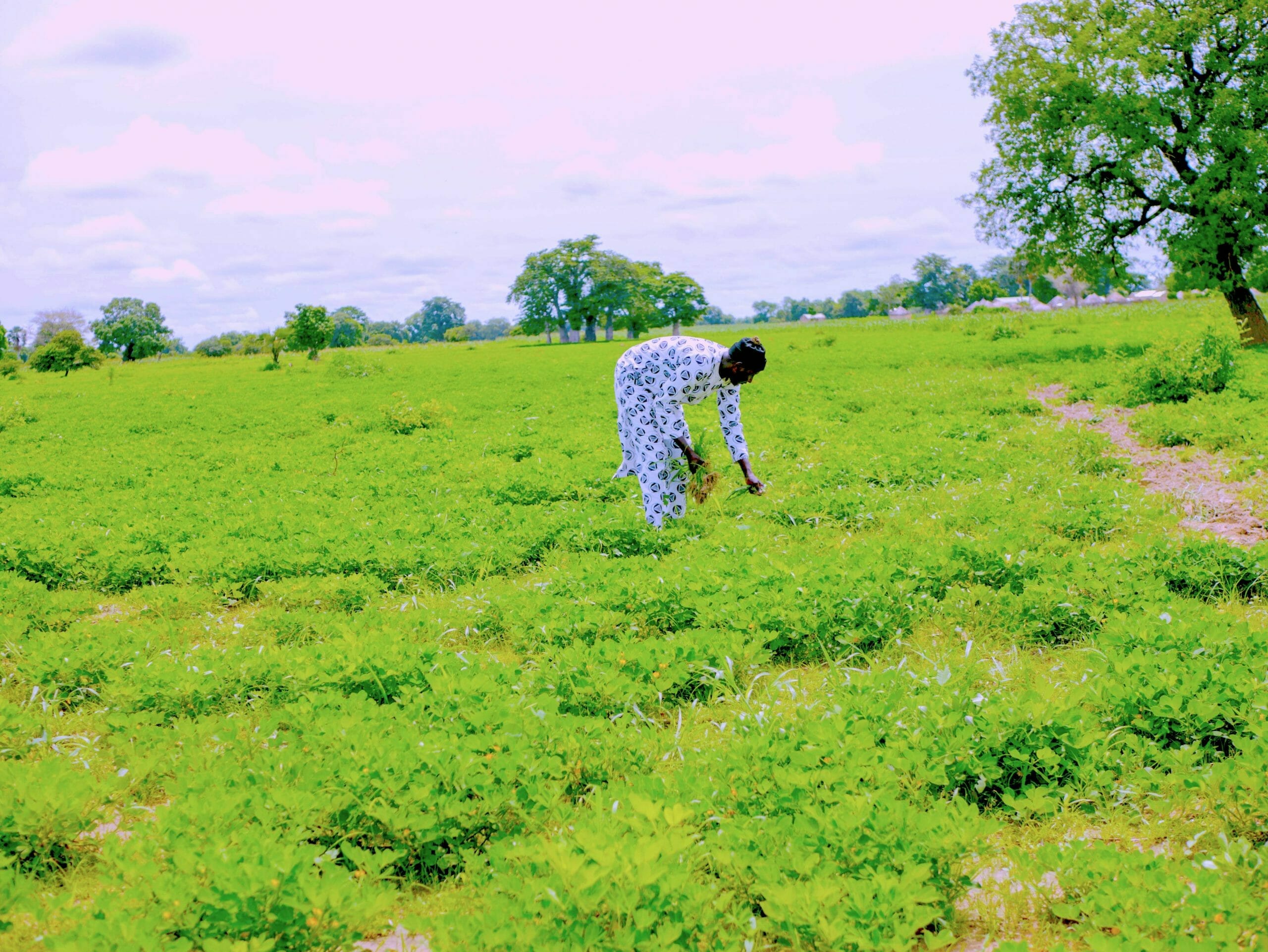 Nigeria leads agriculture into the post-digital era with the ...